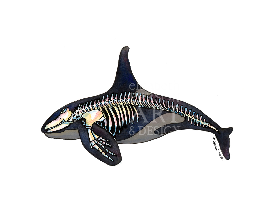 Orca Skeleton 8x10 Watercolor Art Print – Elizabeth Person Art & Design