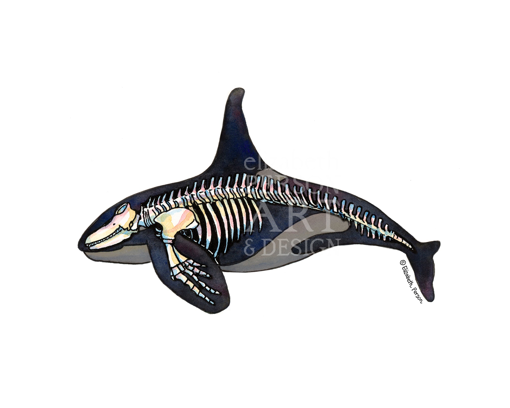 Orca Skeleton 8x10 Watercolor Art Print – Elizabeth Person Art & Design